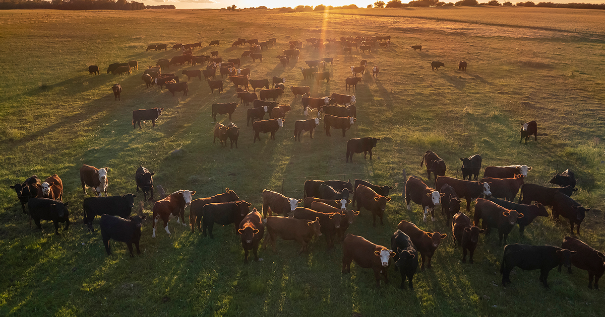 SA beef export to the US at all time high | The South Australian ...